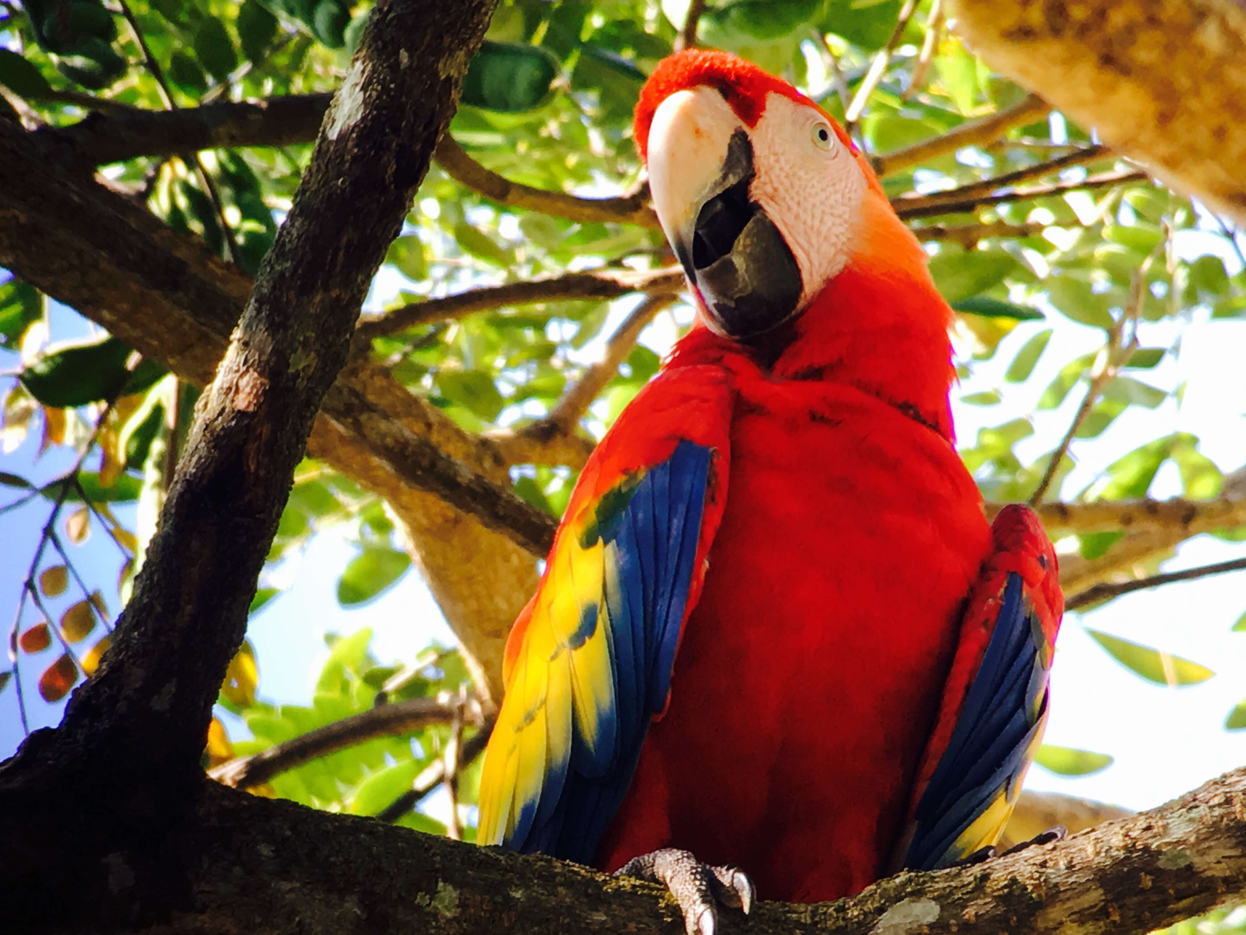 The best tours and activities in Costa Rica | Travel & Birding Costa Rica