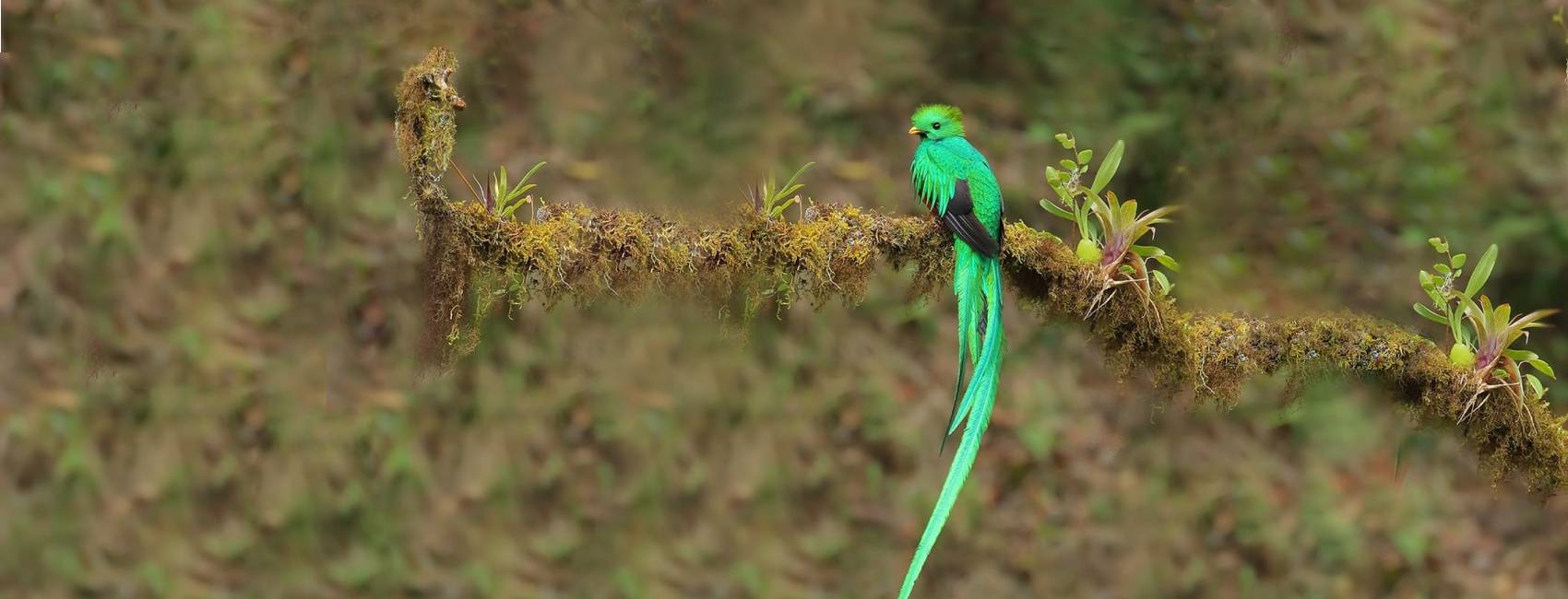 Monteverde - Travel & Birding Costa Rica